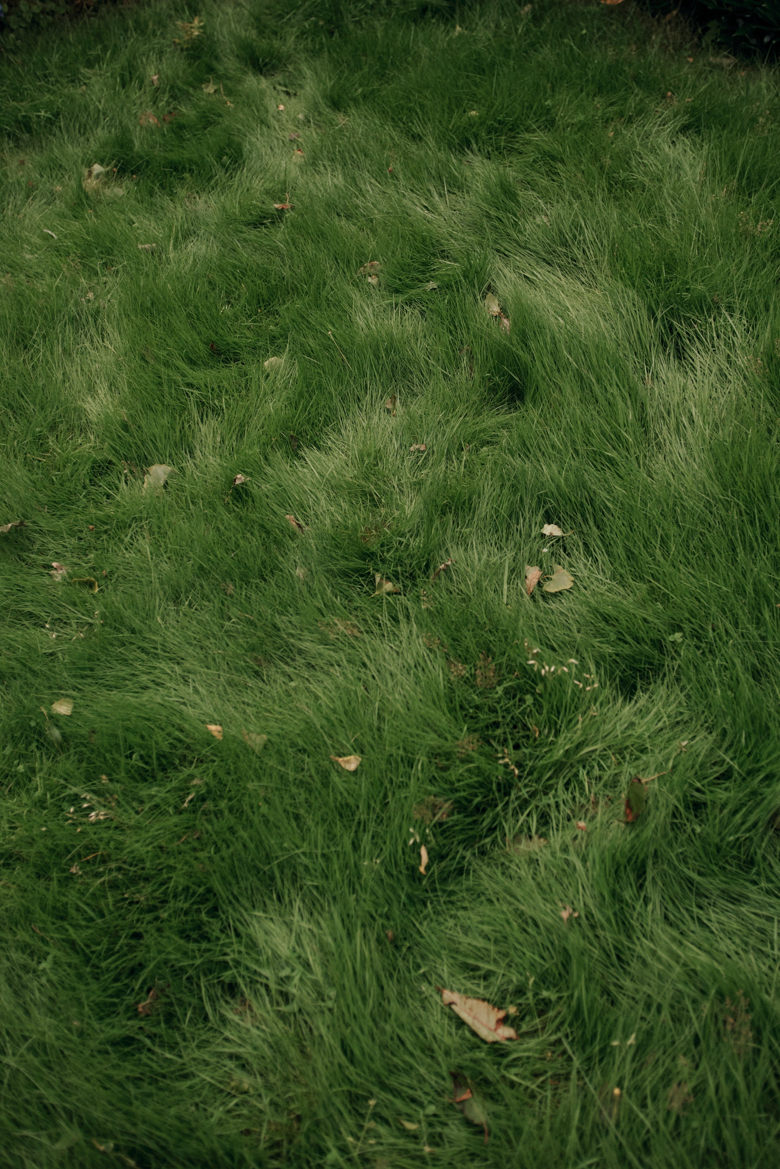 Klespleie | Odd Molly – Odd Molly NO